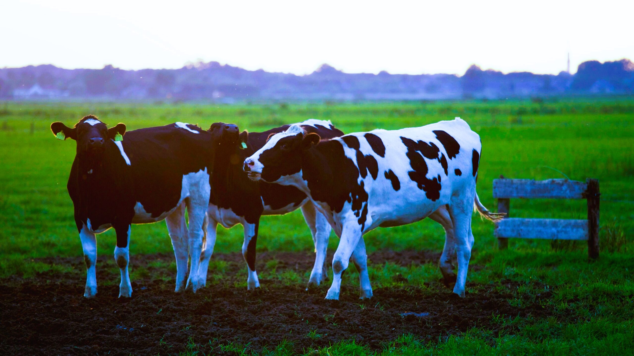 Temporary carbon farming and EU agri-food climate policy - Carbon ...